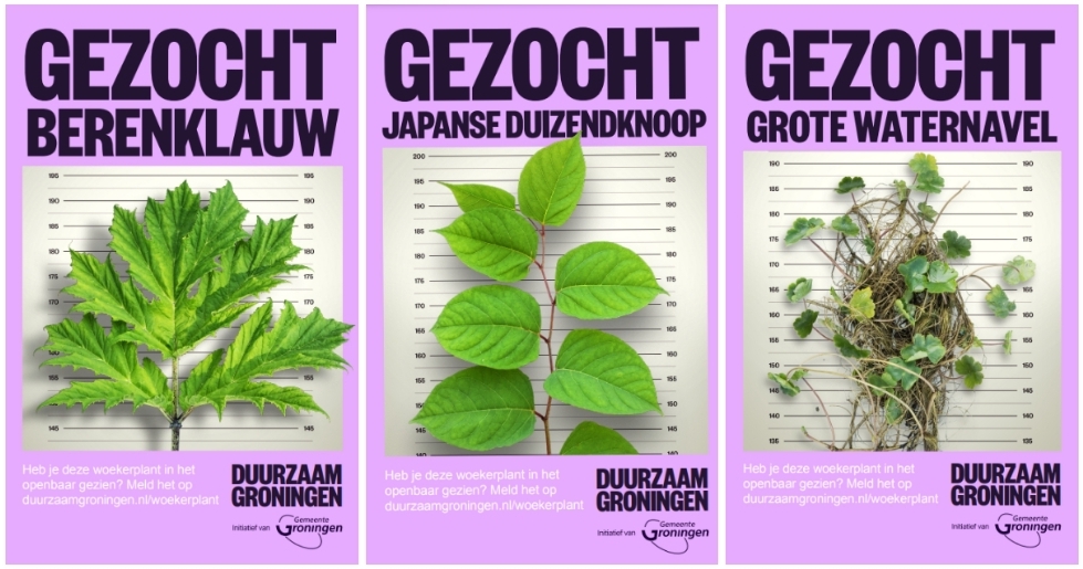 Opsporing verzocht van invasieve planten, 50 euro beloning voor twintig ...